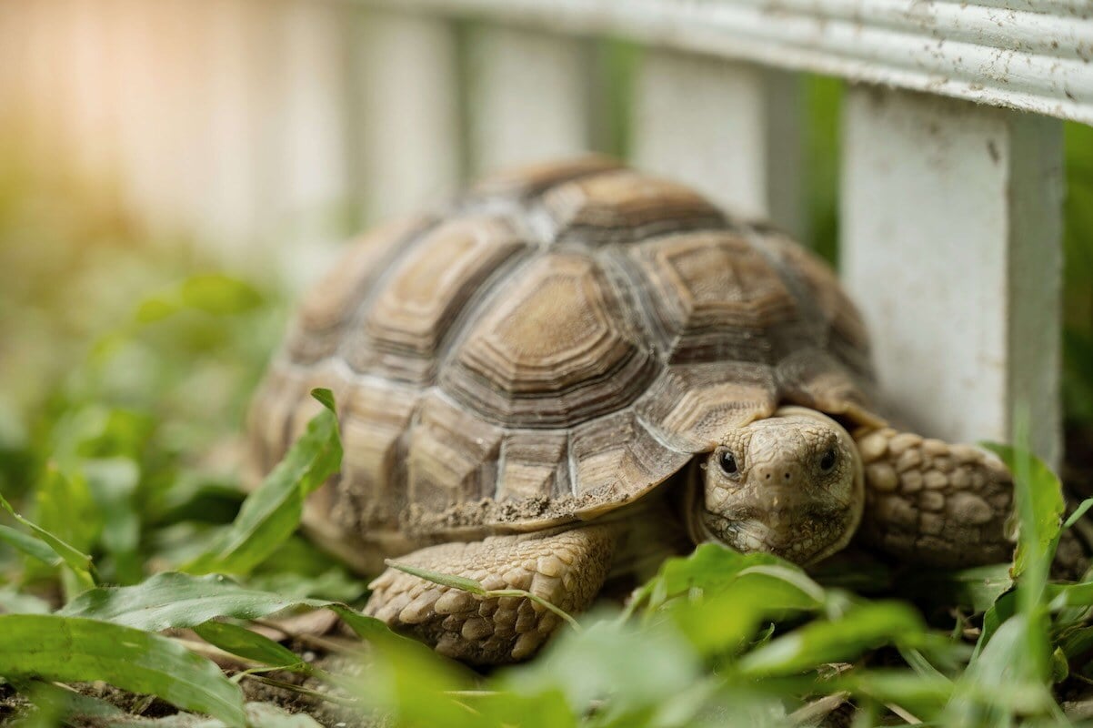 Exotic Pet Care Services | Specialized Veterinary Care in PA